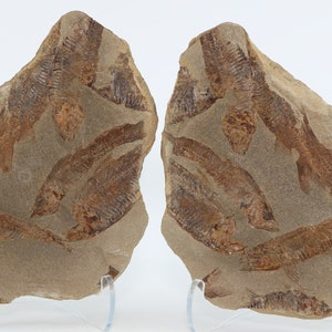 Rare Gosiutichthys Fish Pos Neg Fossil Geode Lake Gosiute Wyoming WY ...