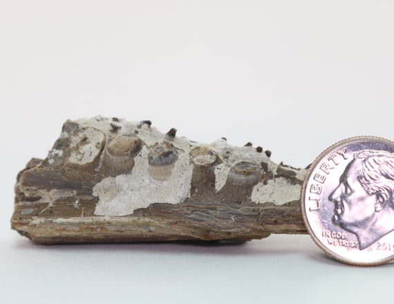 Fossil Fish Ichthyodectes Partial Jaw Bone Great Detail - Etsy