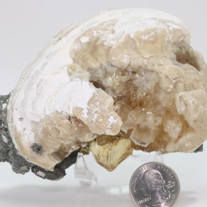 Fossil Clam Florida W Gorgeous Calcite Rucks Pit Florida Fluorescent UV ...