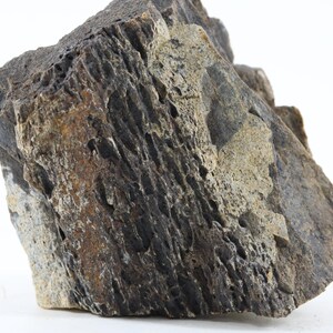 Tyrannosaurus Rex T Rex Sturdy Fossil Femur Bone Piece South Dakota SD ...