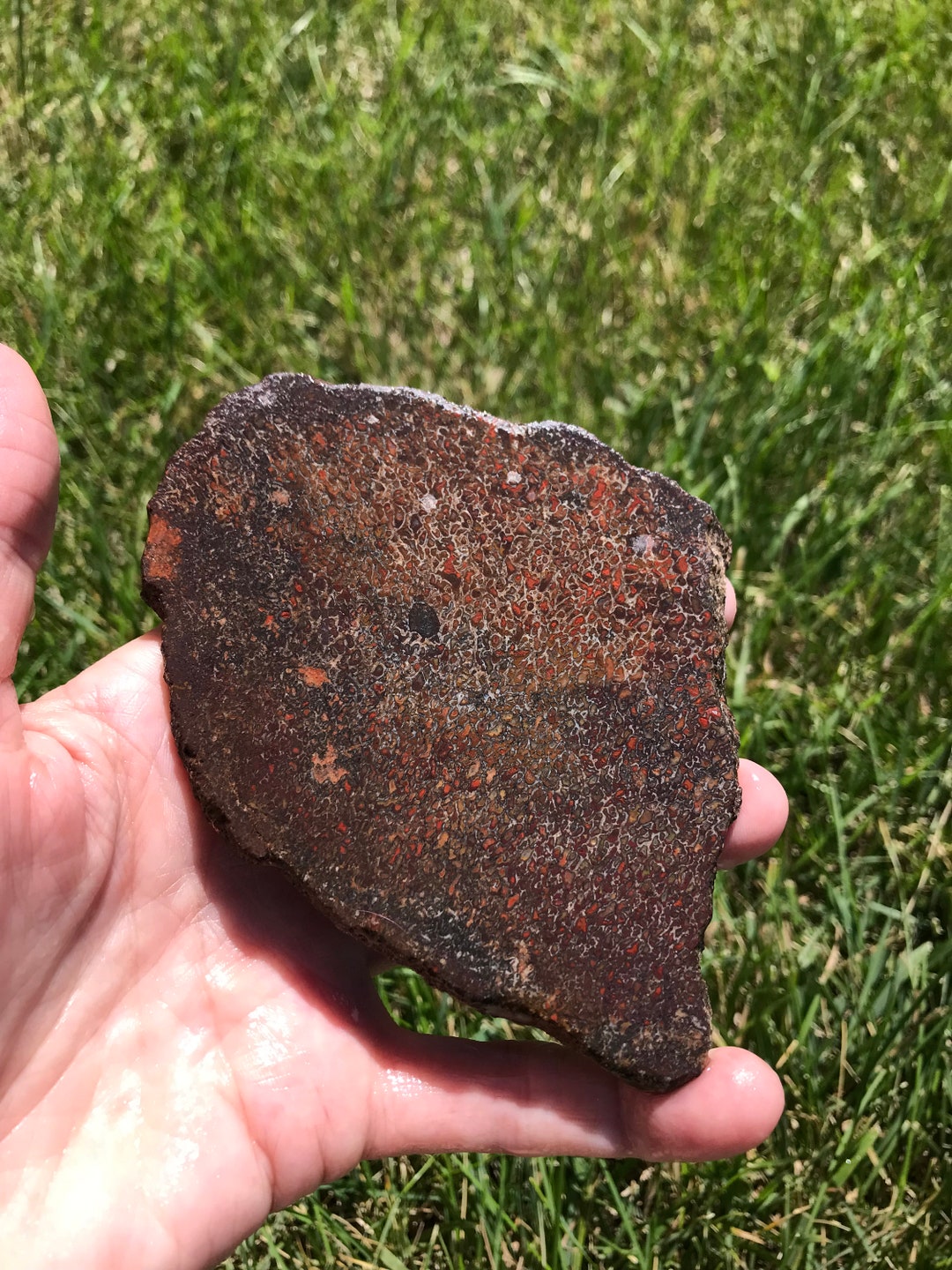Dinosaur Fossil Gembone Unpolished 5" Slab Jurassic Morrison Fm. Utah ...