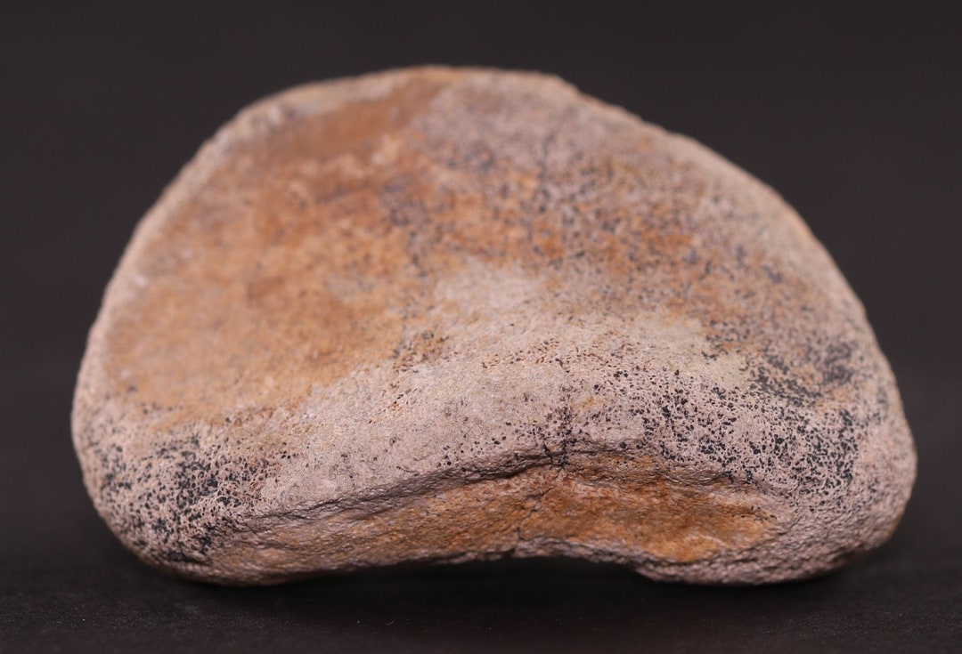 Fossil Dinosaur Hadrosaur Toe Bone phalange Horseshoe Canyon F. Alberta ...