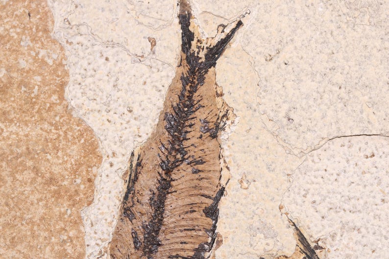 3 Knightia Eocaena Fossil Fish Fossil Lake Green River Formation ...