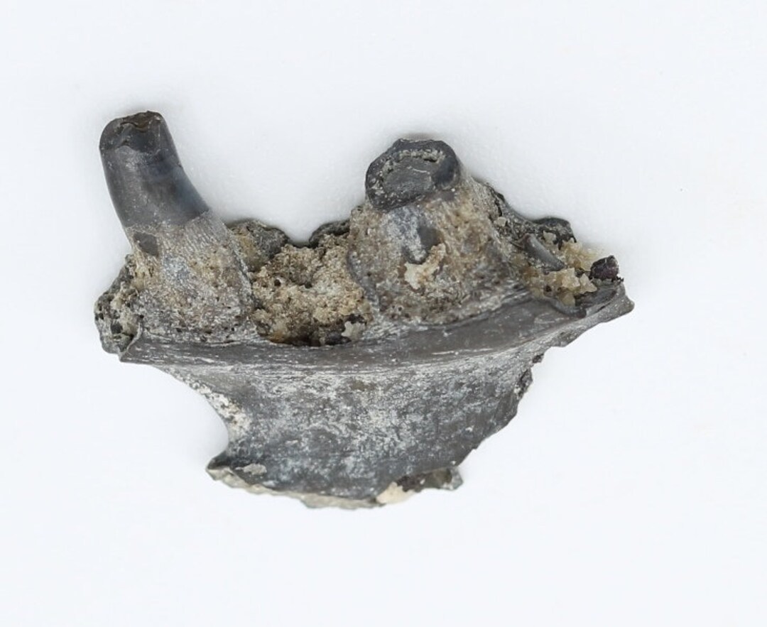 Rare Fossil Varanops Pre-dinosaur Maxilla W/ Tooth Permian Oklahoma OK ...