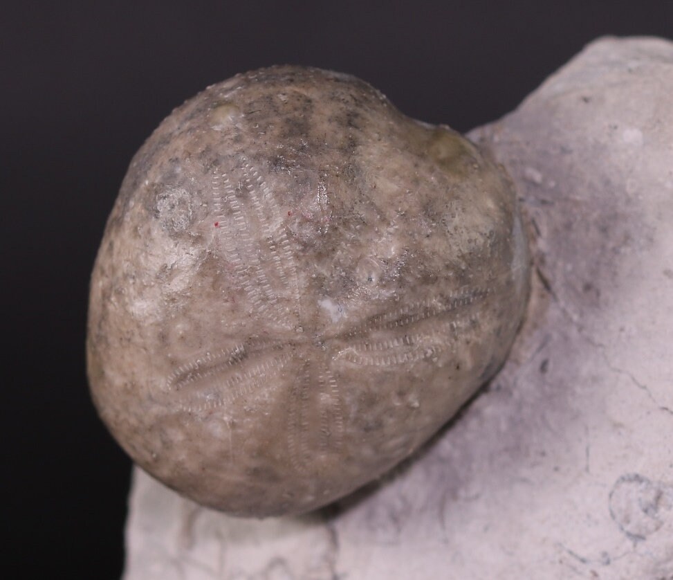 Fossil Sea Urchin Hemiaster Cretaceous Goodland Formation Texas TX COA ...