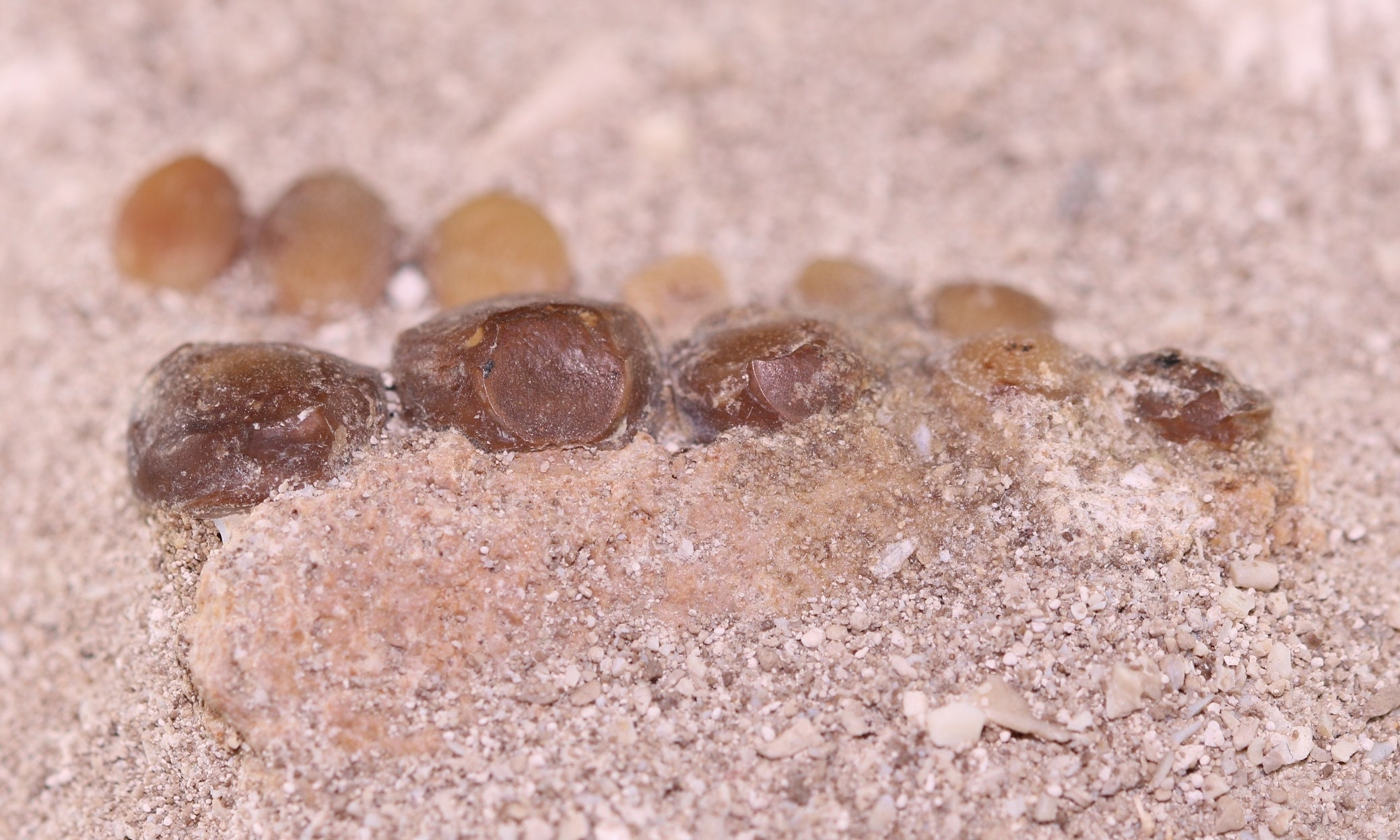 Fossil Fish Phacodus Ray-finned Punctatus Pycnodont Teeth | Etsy