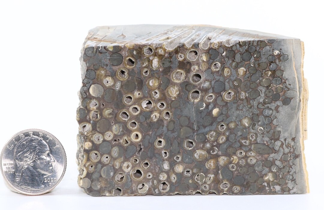 Rare Fossil Teredo Shipworm Bored Wood 3.3" Petrified SW UV England COA ...