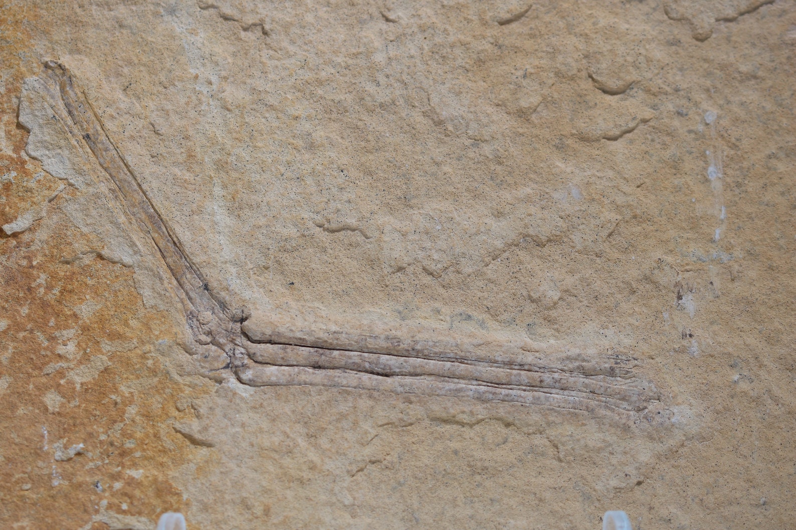 Fossil Bird Leg Bones Green River Formation Wyoming Fossil - Etsy