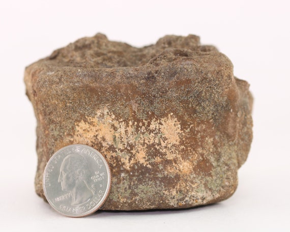 Fossil Dinosaur Ceratopsian Sturdy Vertbra Centrum Horseshoe | Etsy