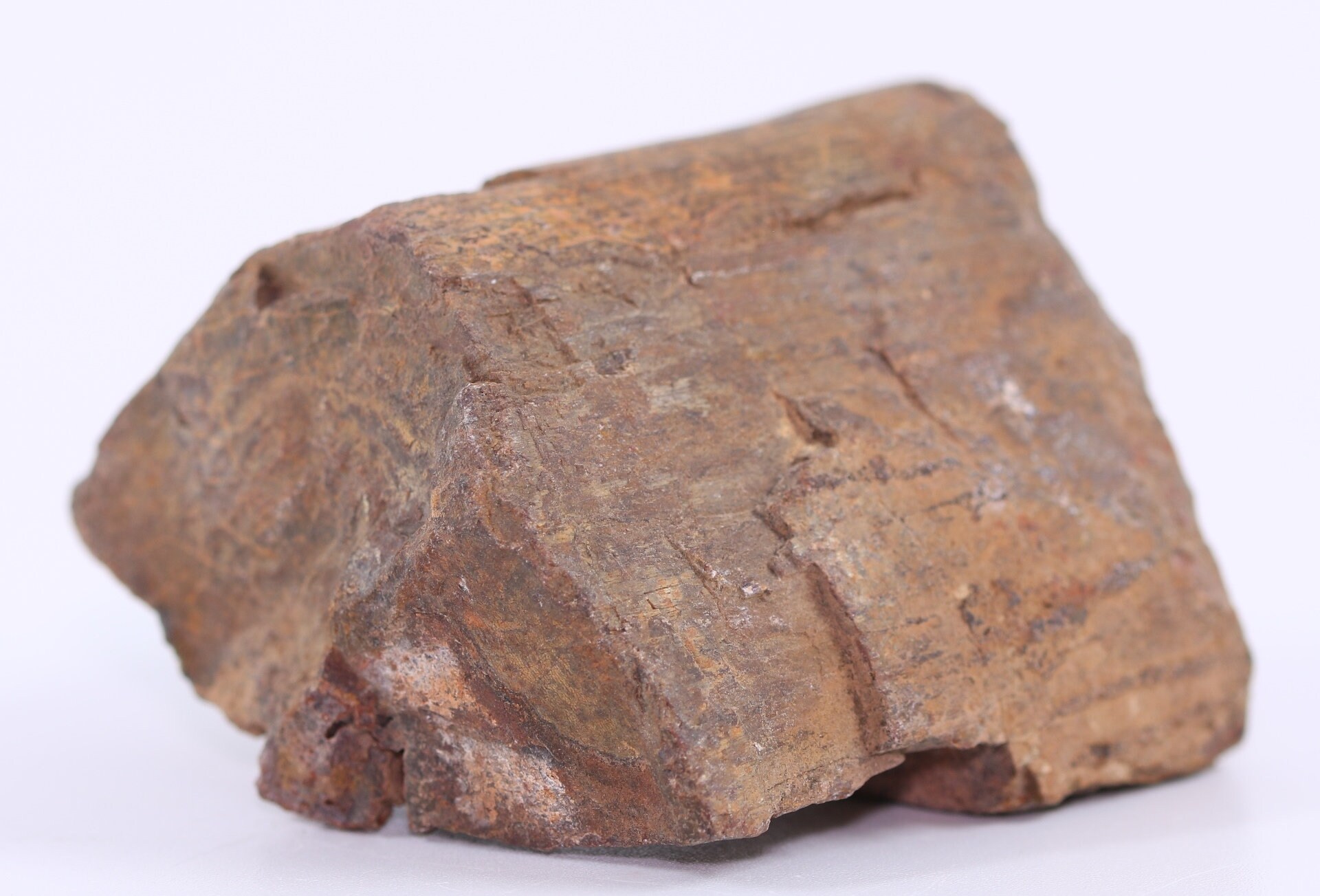 Fossil Dinosaur Allosaurus Tibia Pc. Jurassic Morrison Fm. - Etsy