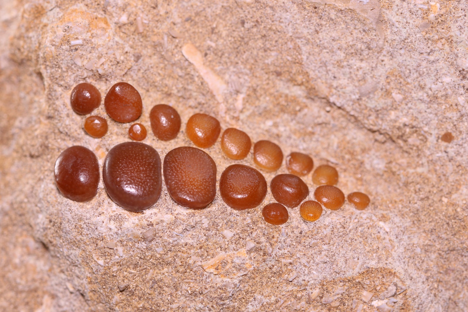 Fossil Fish Phacodus Ray-finned Punctatus Pycnodont Teeth - Etsy