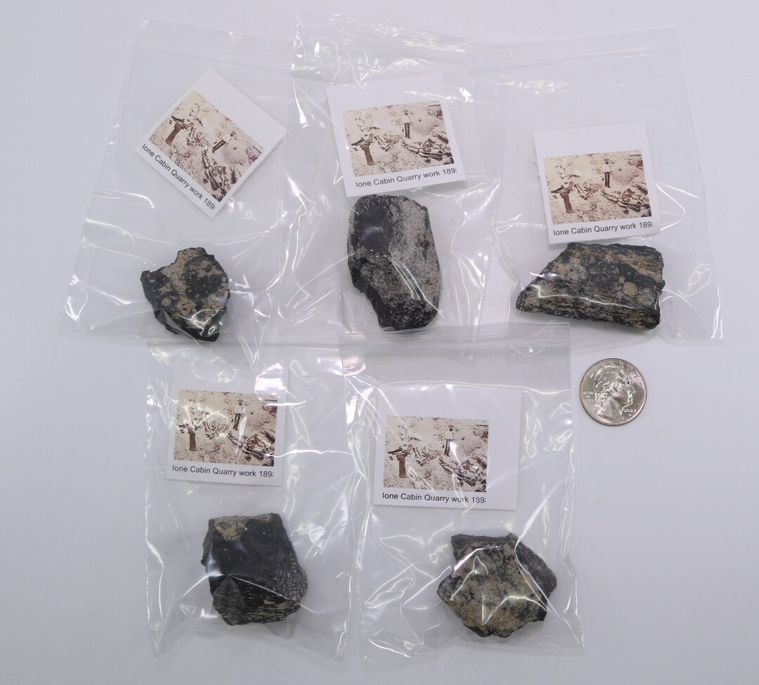 5 Genuine Fossil Sauropod Dinosaur Bones Bone Cabin Quarry Wyoming WY ...