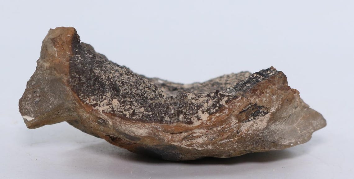Tyrannosaurus Rex T Rex Fossil Rare Leg Bone End Cap Lance Creek ...