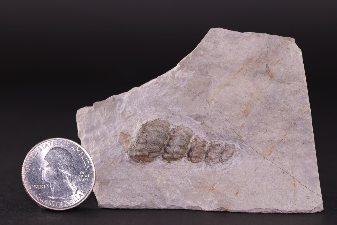 Fossil Rare Gastropod Turrilites Costatus Cretaceous La Mure - Etsy UK