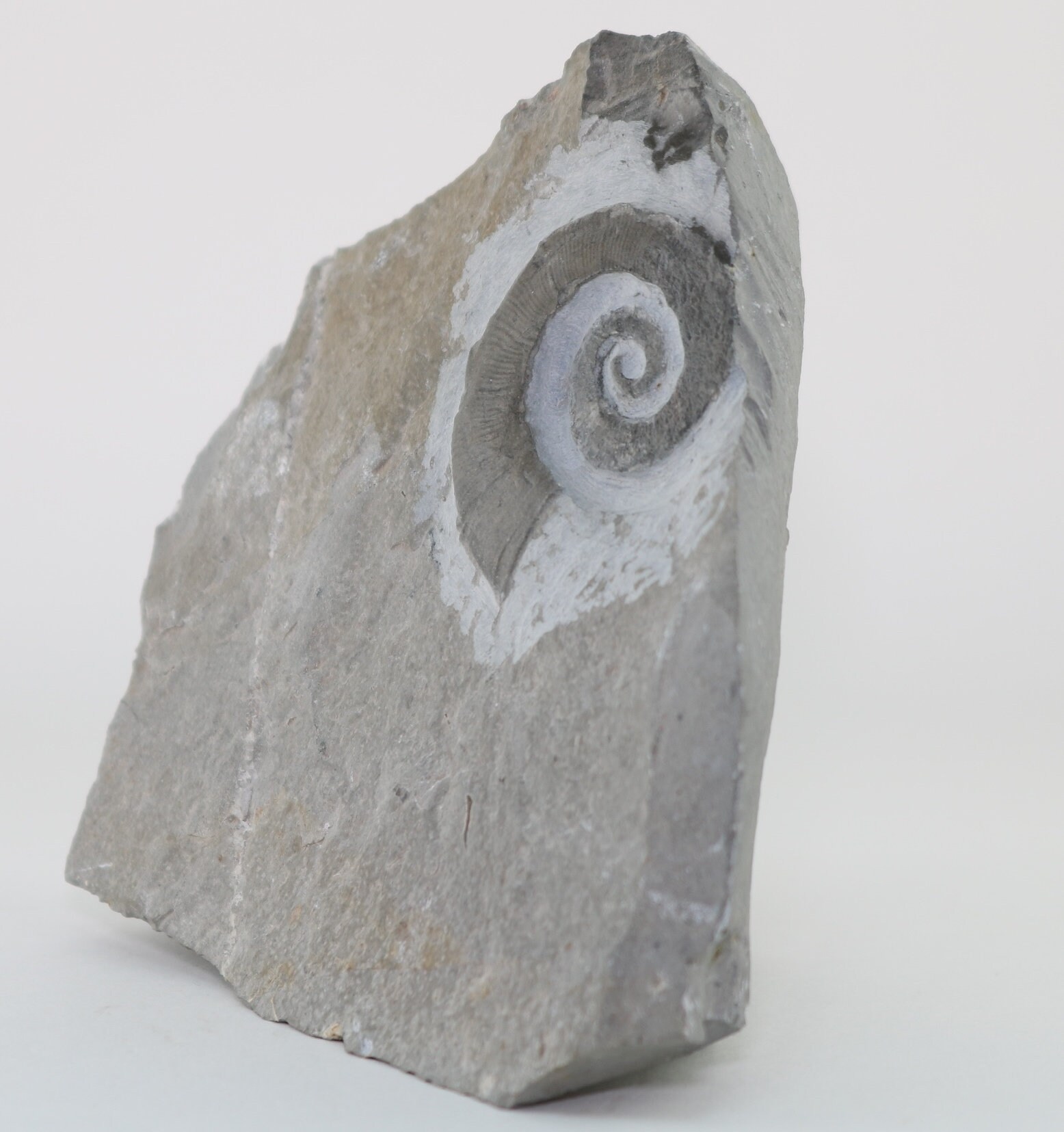 Rare Fossil Ammonite Heteromorph Crioceratites Nyons France COA 3803 ...