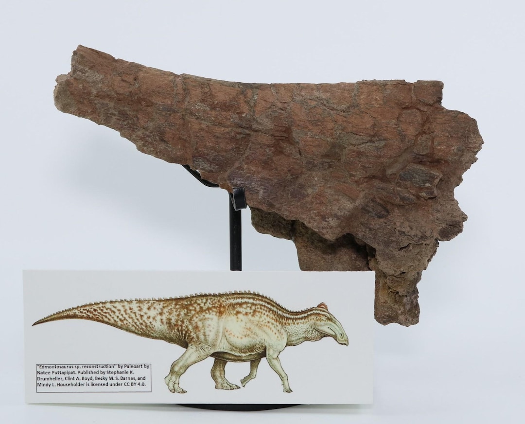 Edmontosaurus Dinosaur Fossil Limb Bone 6.6" Hell Creek Formation ...