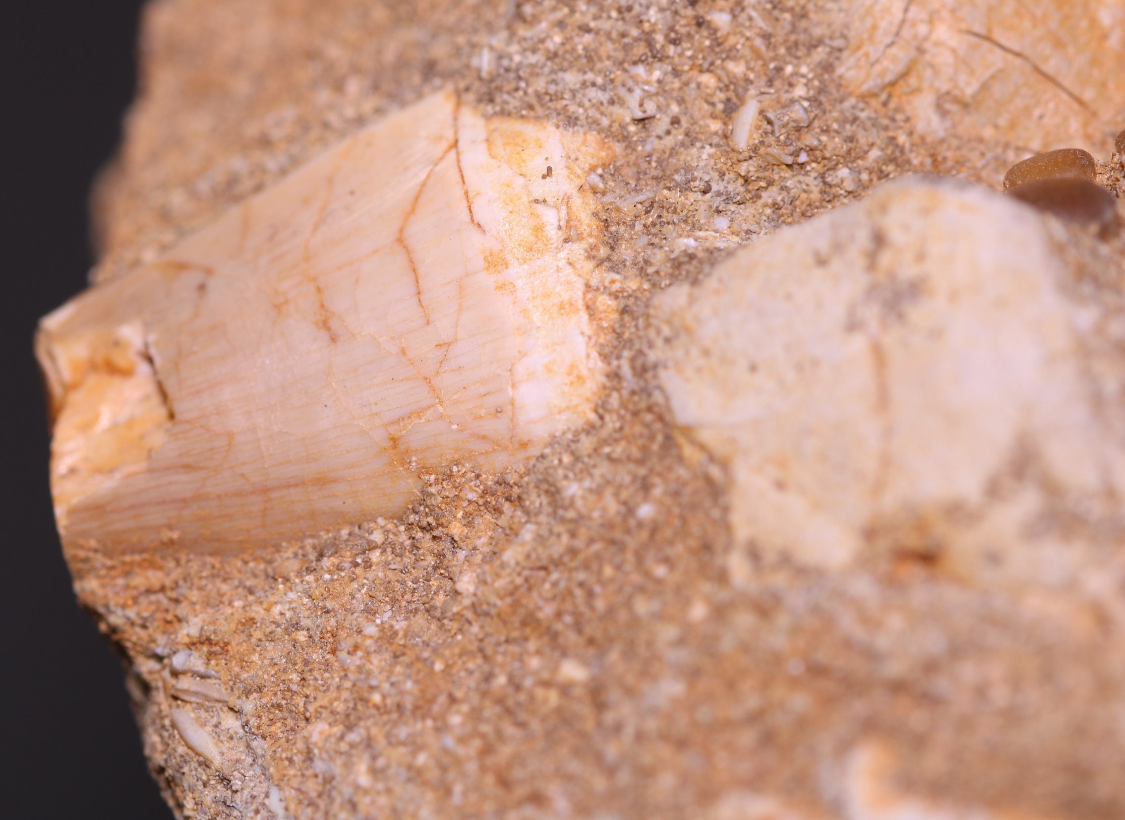 Fossil Fish Phacodus Punctatus Pycnodont Grinding Teeth | Etsy
