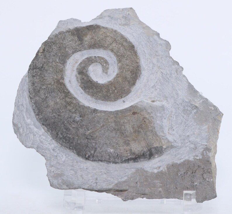 Superb Heteromorph Ammonite Fossil Crioceratites Duvali France COA 6685 ...