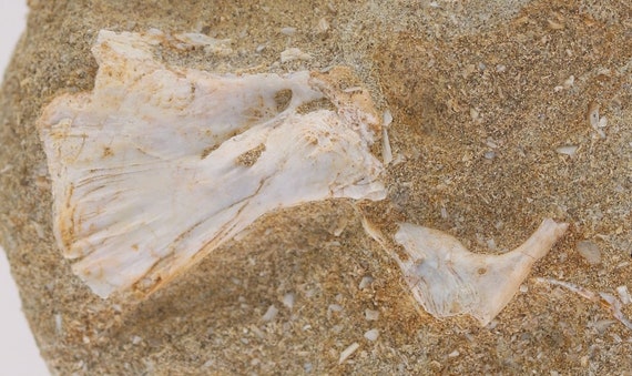 Fossil Fish Enchodus Hypural Bone Piece Cretaceous Khourigba | Etsy