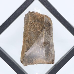 Tyrannosaurus Rex T Rex Fossil Leg Bone Pc. Hell Creek Formation South ...