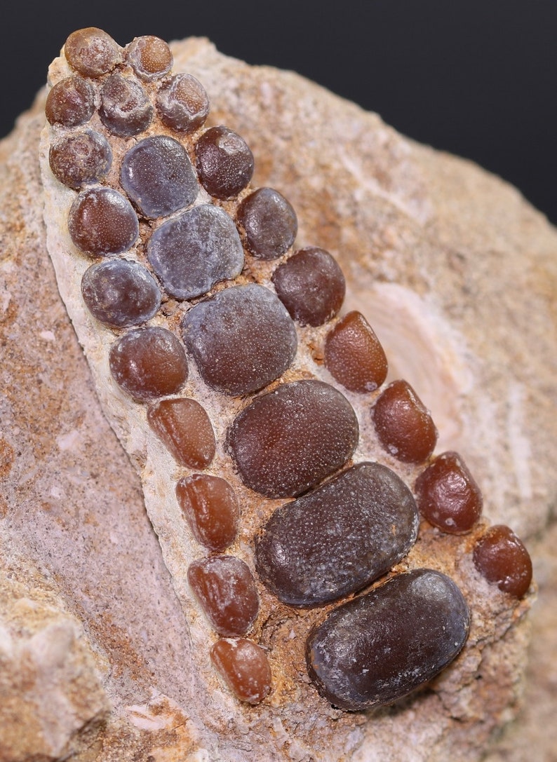 Fossil Fish Phacodus Ray-finned Punctatus Pycnodont Teeth - Etsy