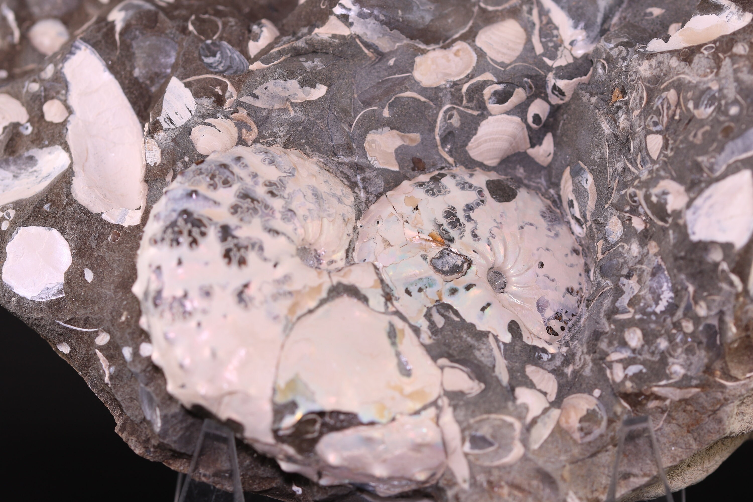 Fossil Multiple Ammonite Scaphites Iridescent Cretaceous South Dakota ...