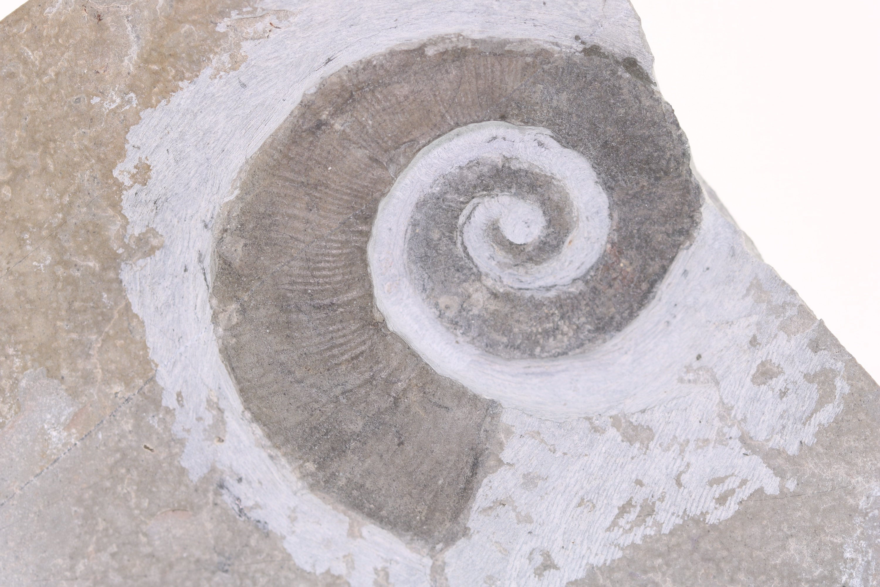 Rare Fossil Ammonite Heteromorph Crioceratites Nyons France COA 3803 ...