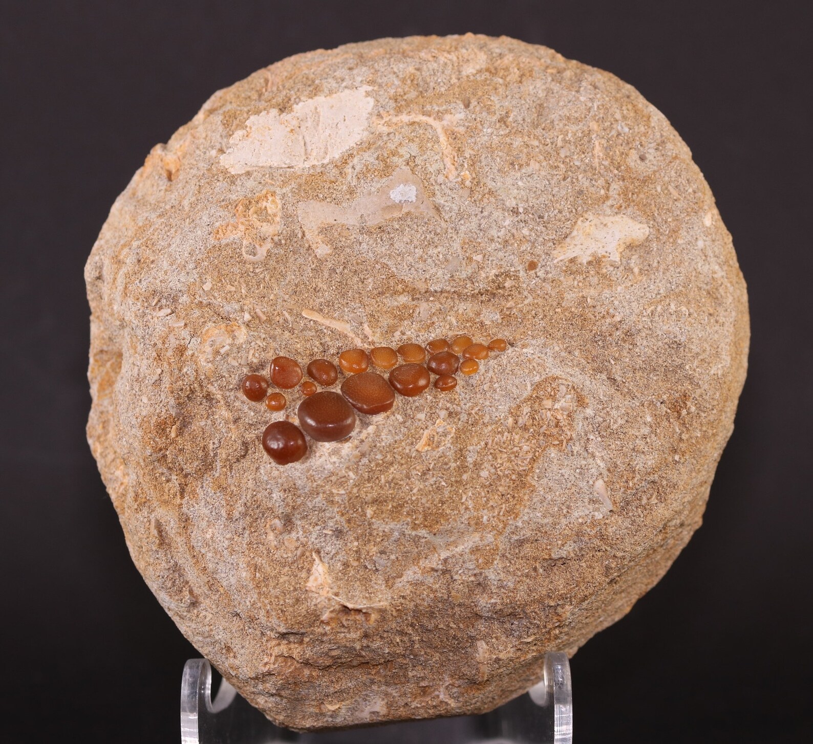 Fossil Fish Phacodus Ray-finned Punctatus Pycnodont Teeth - Etsy