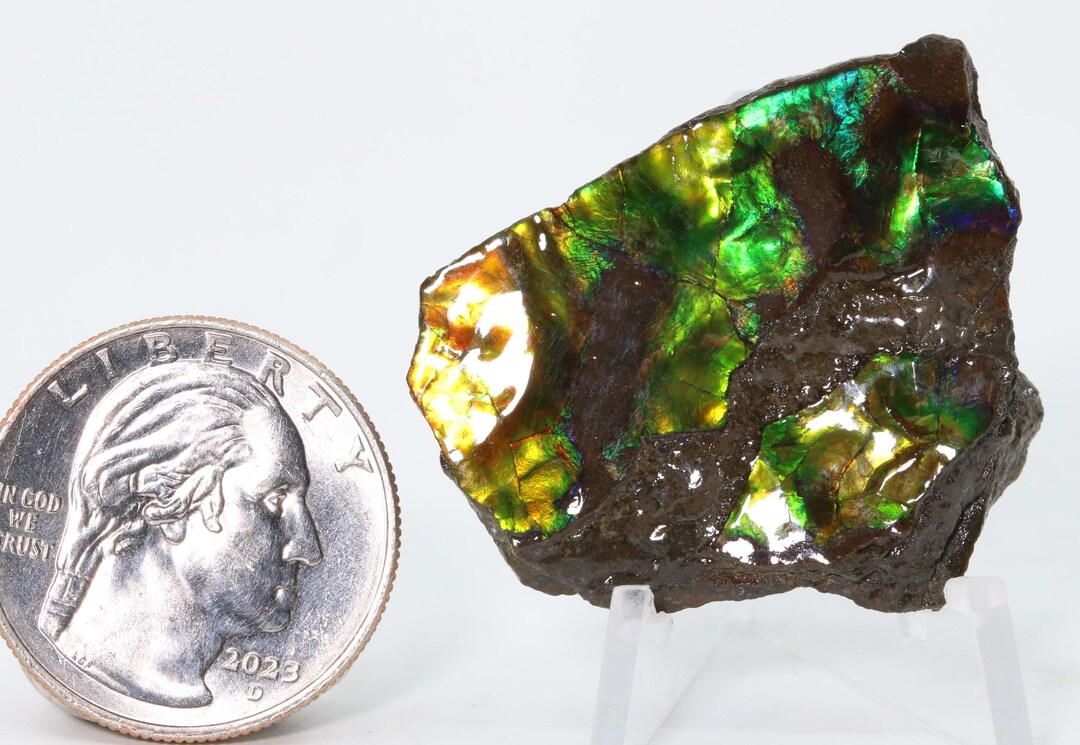 Korite Ammolite Fossil Ammonite 1.46" 37.1mm Bearpaw Formation Alberta ...