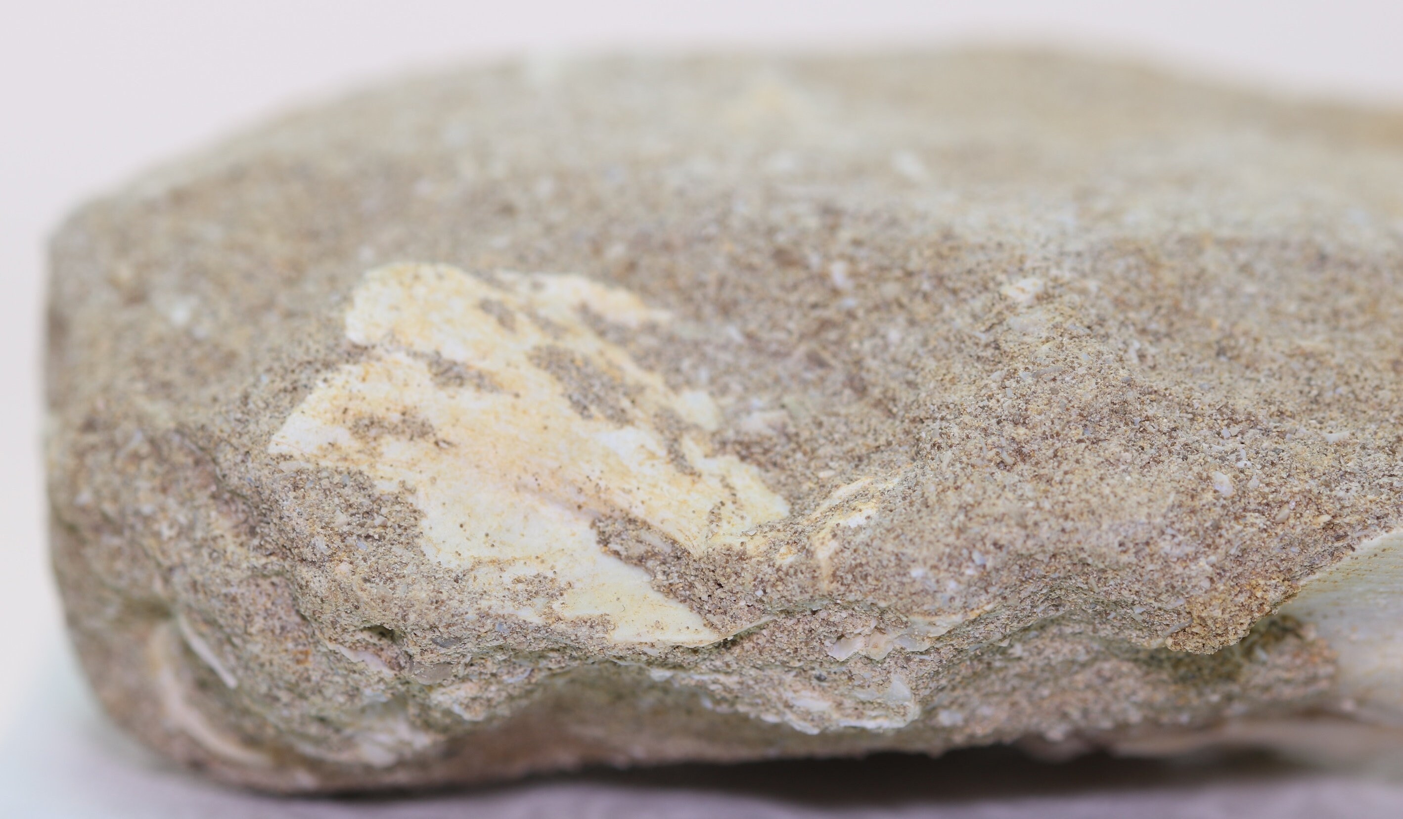 Fossil Fish Enchodus Tail Bone Hypural Cretaceous Khourigba | Etsy