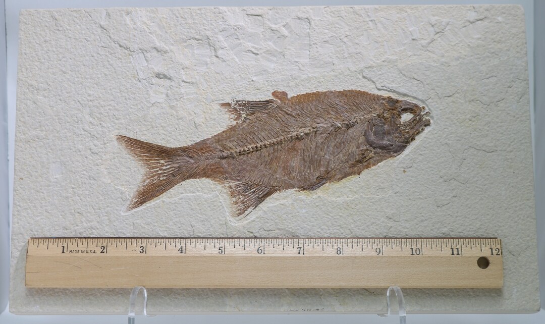 Fossil Fish 8.4" Hiodon Rare Huge Eiohodon Hiodon Falcatus (mooneye ...