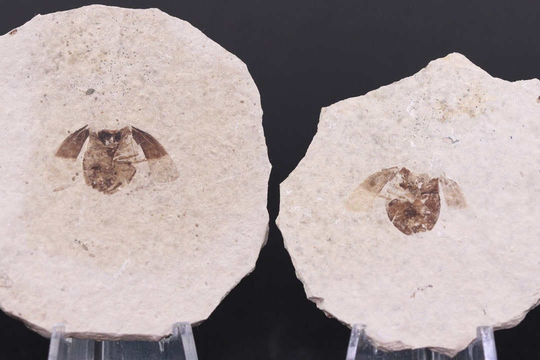 Fossil Stink Bug True Bug Insect Positive / Negative Green River ...