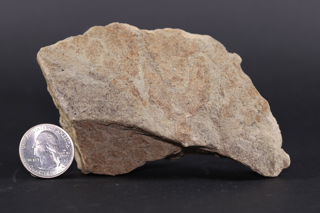 Fossil Dinosaur Edmontosaurus Rare Skin Impressions South Dakota COA ...