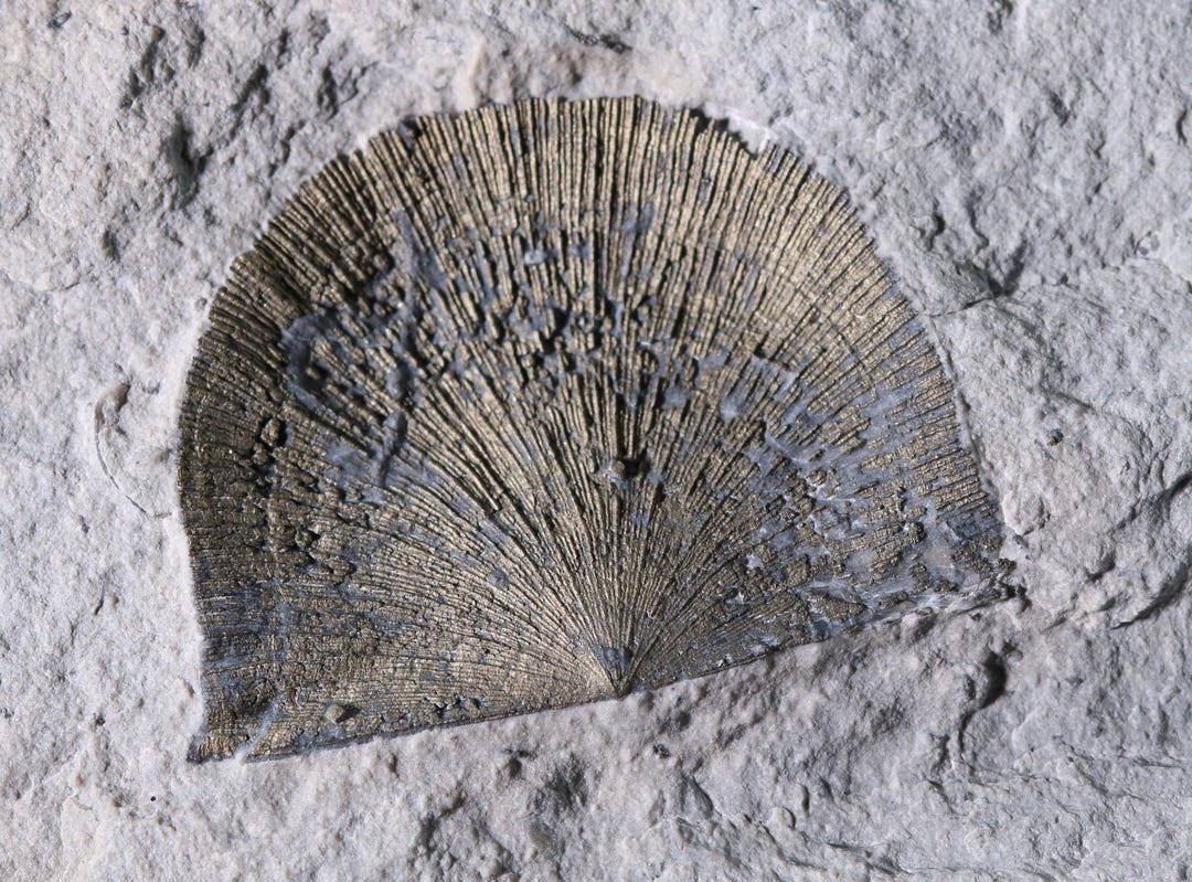 Fossil Pyritized Brachiopod 1" in Matrix Silurian Waldron Shale Indiana ...