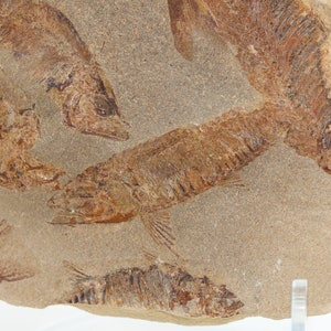 Rare Gosiutichthys Fish Pos Neg Fossil Geode Lake Gosiute Wyoming WY ...