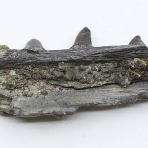 Cacops Jaw Pc. Early Permian Amphibian Fossil Comanche Co. Oklahoma OK ...