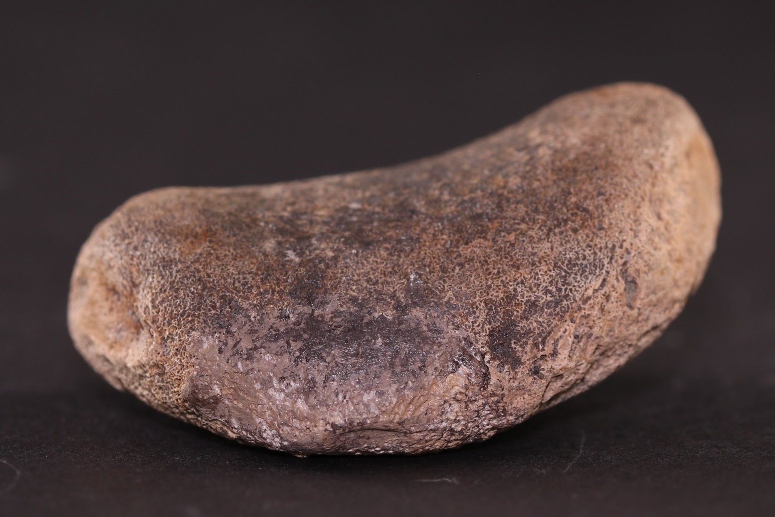 Fossil Dinosaur Hadrosaur Toe Bone phalange Horseshoe Canyon | Etsy