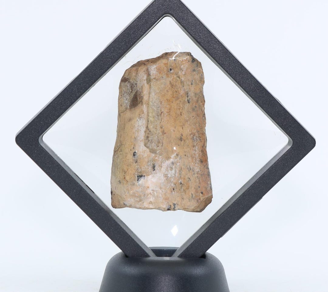 Tyrannosaurus Rex T Rex Fossil Leg Bone Pc. Hell Creek Formation South ...