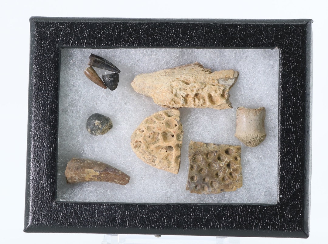 Dinosaur-age Crocodile Fossil Collection 9 Items Hell Creek Formation ...