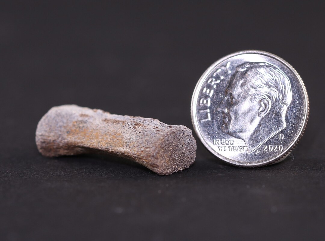 Fossil Dinosaur Rare Small Complete Raptor Vertebra Bone Hell Creek ...