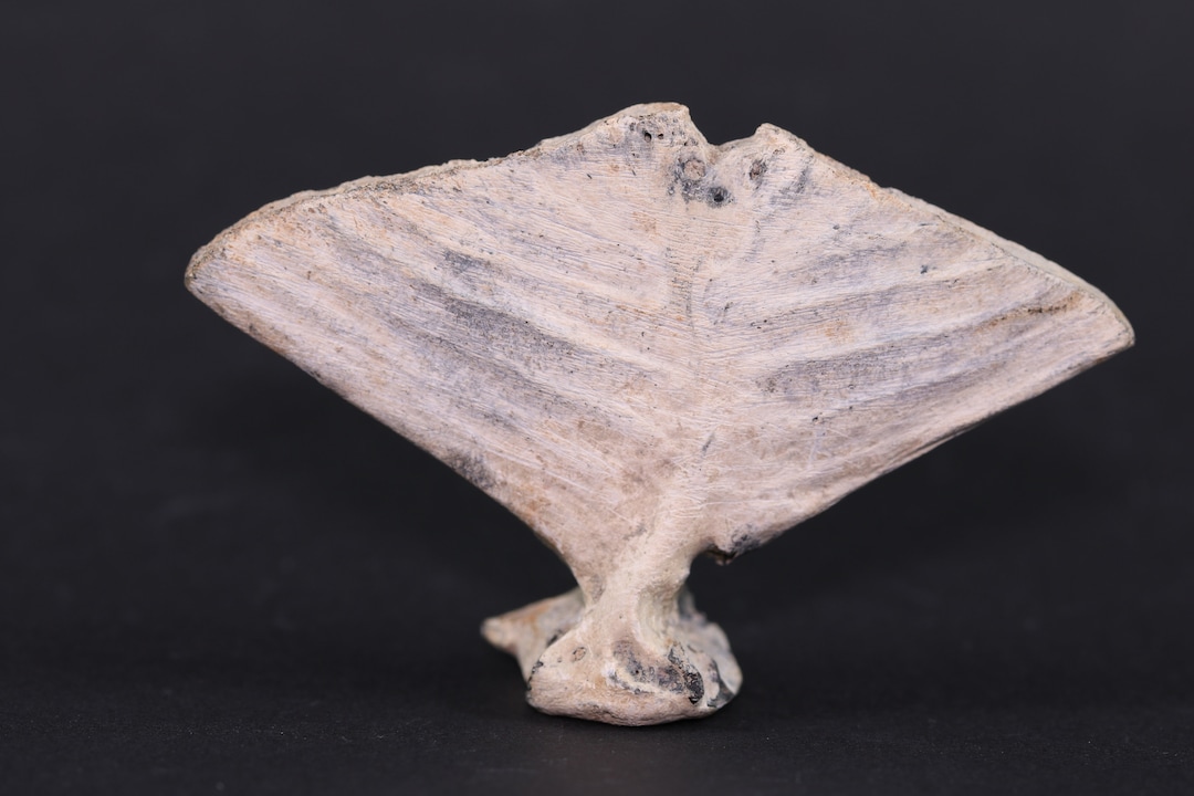 Rare Fossil Tuna Tail Thunnus Hypural Bones Miocene North Carolina NC ...