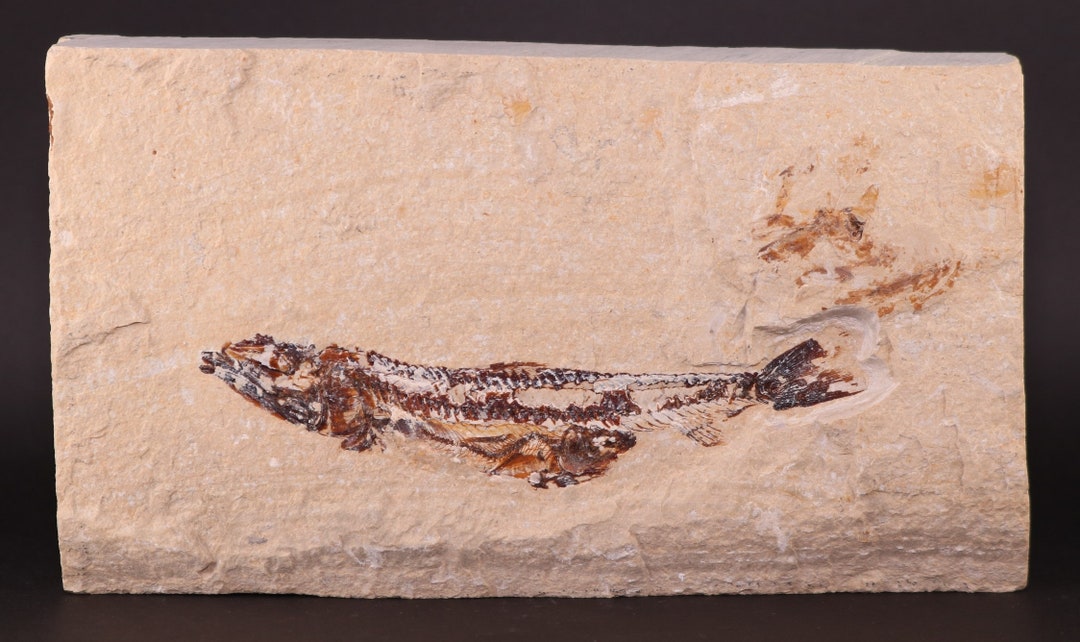 Rare Fossil Viper Fish Expires With Prey in Stomach Similar to an ...