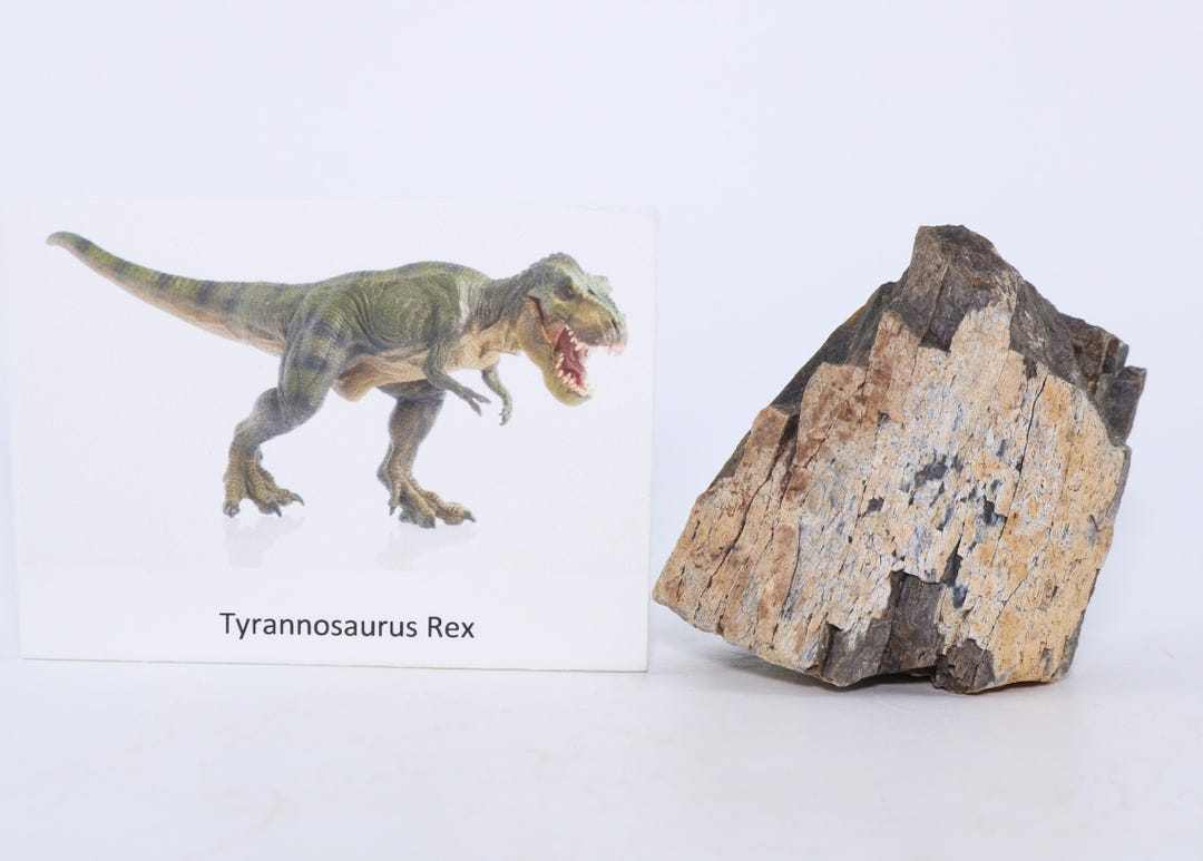 Tyrannosaurus Rex T Rex Sturdy Fossil Femur Bone Piece South Dakota SD ...