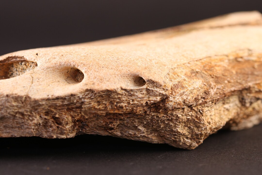 Fossil Dinosaur Edmontosaurus Rare Mouth Dentary Bone 5.4" Hell Creek ...