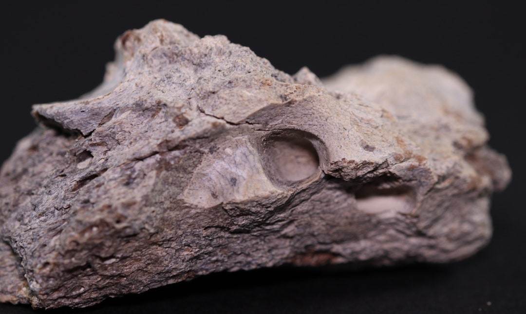 Tyrannosaurus Rex T Rex Fossil 2 Bite Marks Hell Creek South Dakota SD ...