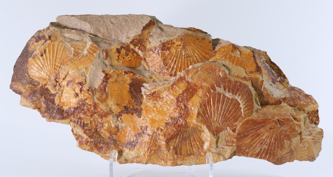 Mortality Plate Pectens Both Sides 11" Fossil Seashells Miocene ...