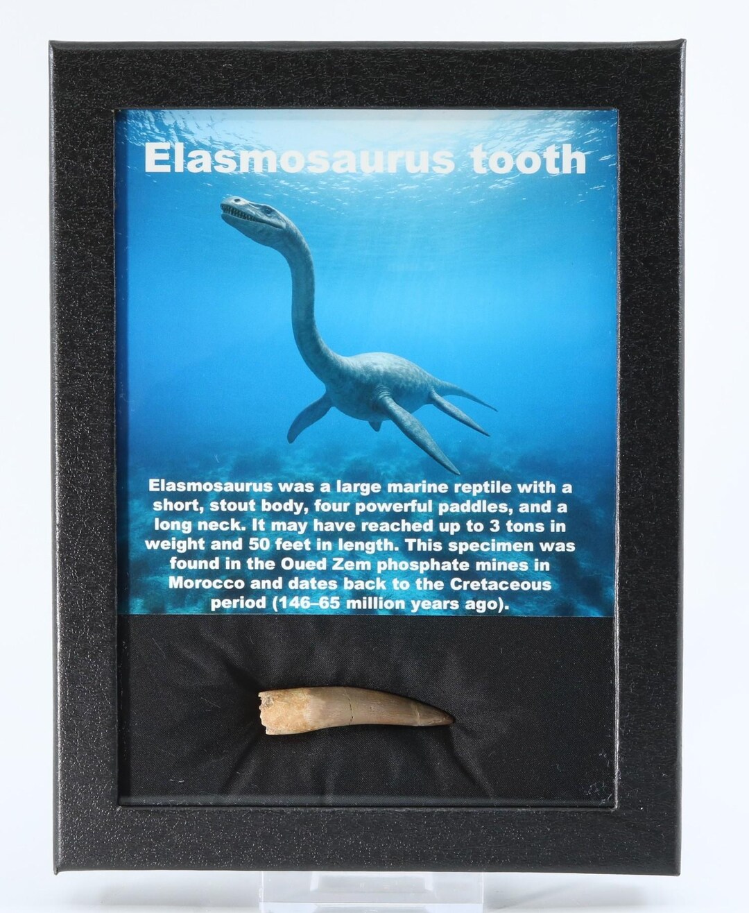Elasmosaurus Sharp Fossil Tooth 1.95" 49.5mm Oued Zem Mines Cretaceous ...