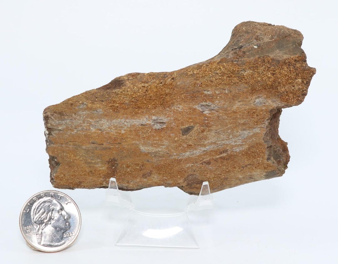 Edmontosaurus Dinosaur Fossil Rib Bone 104.8 Mm. Hell Creek Formation ...