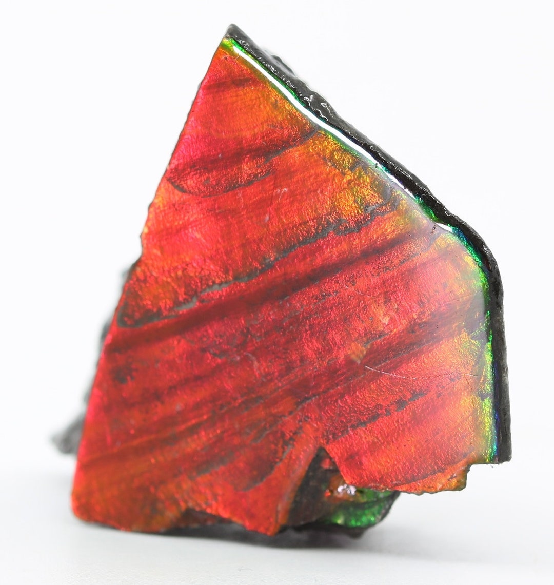 Ultra Rare Cherry Red Fossil Ammolite With Ripples Rarer Than Purple 39 ...