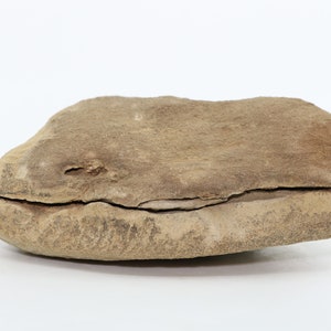 Rare Gosiutichthys Fish Pos Neg Fossil Geode Lake Gosiute Wyoming WY ...